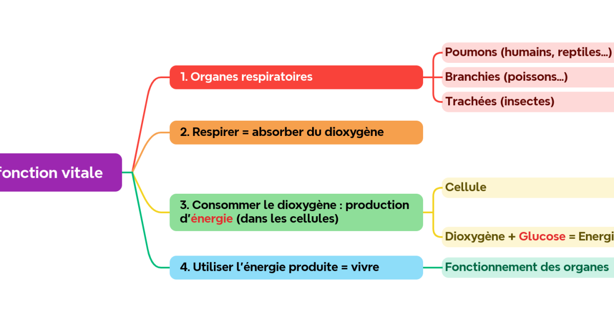 La respiration : une fonction vitale [5e M1]. 6C