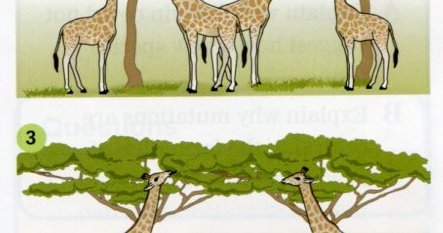 Comprendre l'apparition de nouvelles espèces (1) : la sélection naturelle